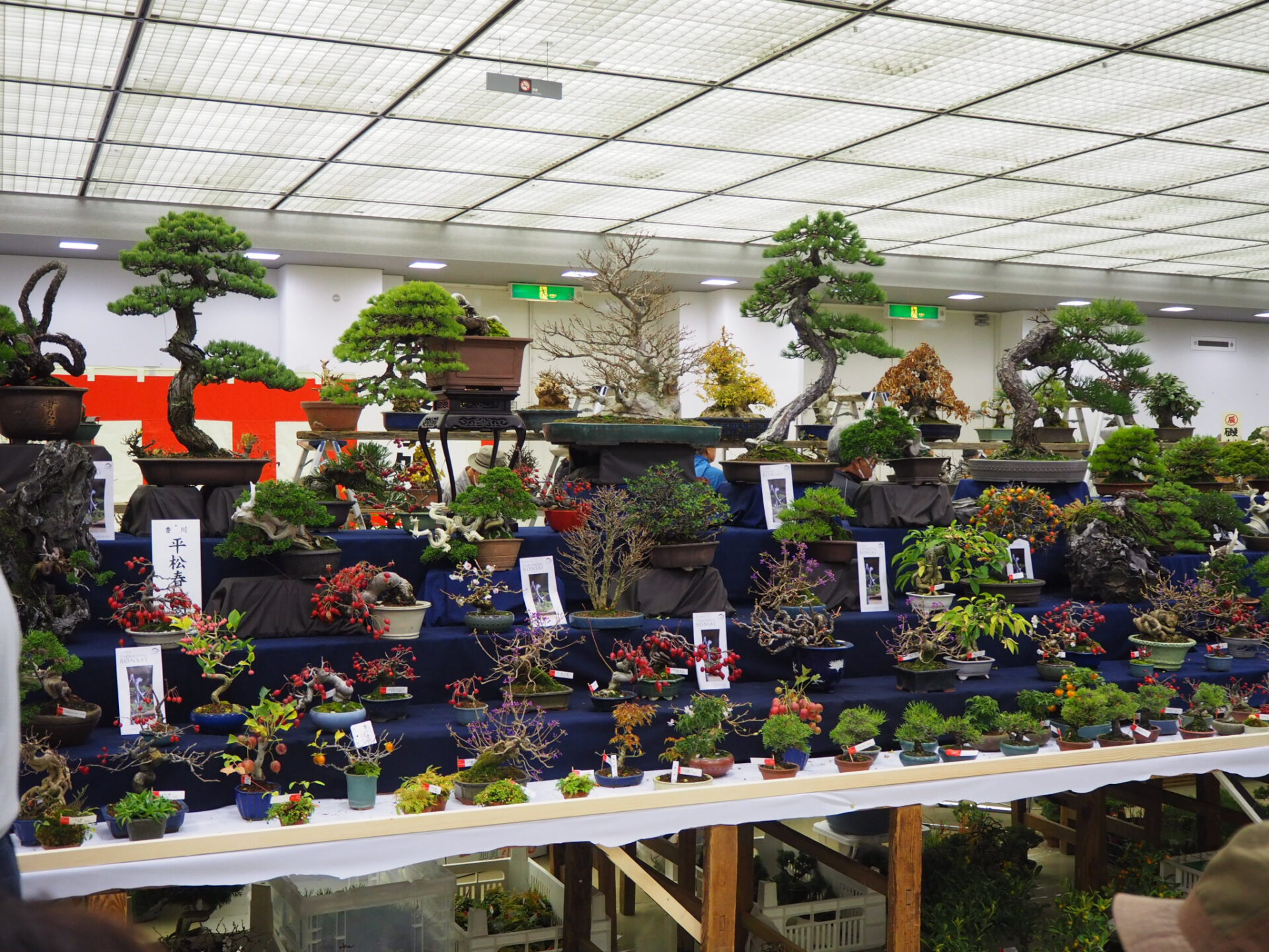 44th Japan Bonsai Taikan Exhibition - BONSAI JAPAN